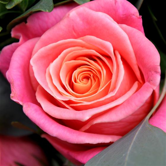 Miss Piggy Handtied Bouquet The Cambridge Flower Shop Florist Cambri